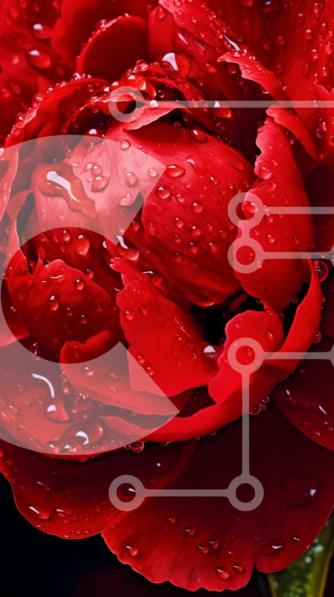 Beautiful Red Flower with Water Droplets on its Petals stock photo ...