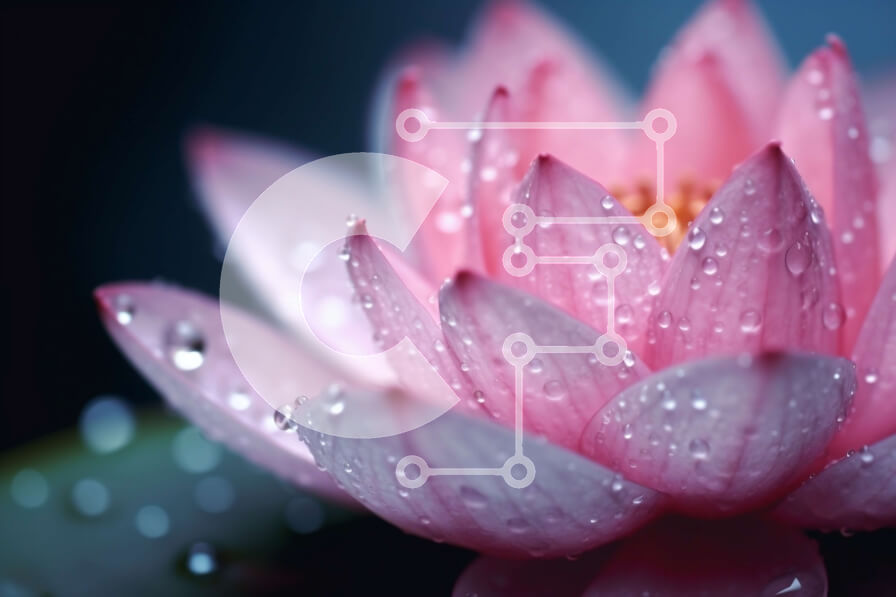 Download Beautiful Picture of a Pink Lotus Flower with Water Droplets ...