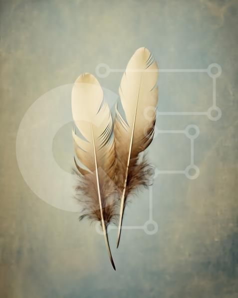 Beautiful Image of Two White Feathers stock photo | Creative Fabrica