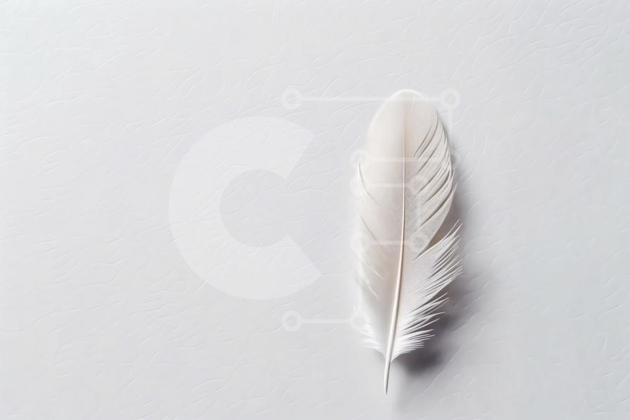 Minimalist Photo of a White Feather on a White Surface stock photo ...