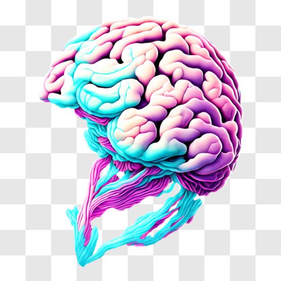 Brain Illustration PNG - Download Free & Premium Transparent Brain ...