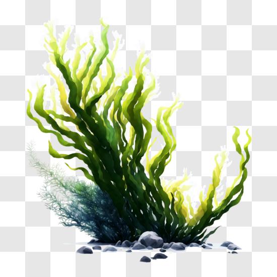 Seaweed PNG - Download Free & Premium Transparent Seaweed PNG Images ...