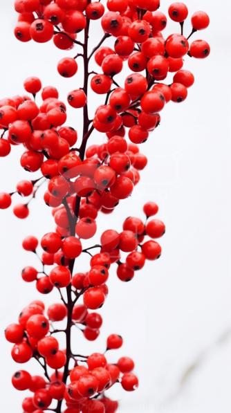Branch with Red Berries stock photo | Creative Fabrica