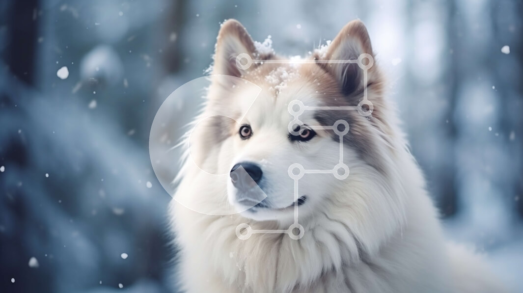 Download White Husky Dog in Snowy Forest Stockphotos Online - Creative ...