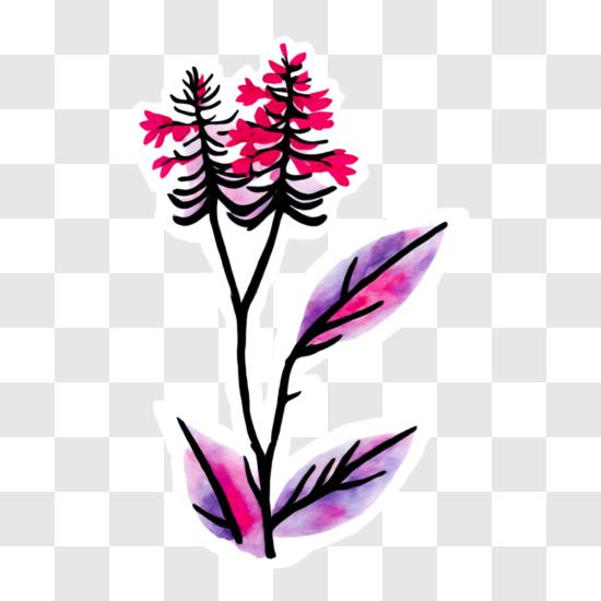 Fireweed PNG - Download Free & Premium Transparent Fireweed PNG Images ...