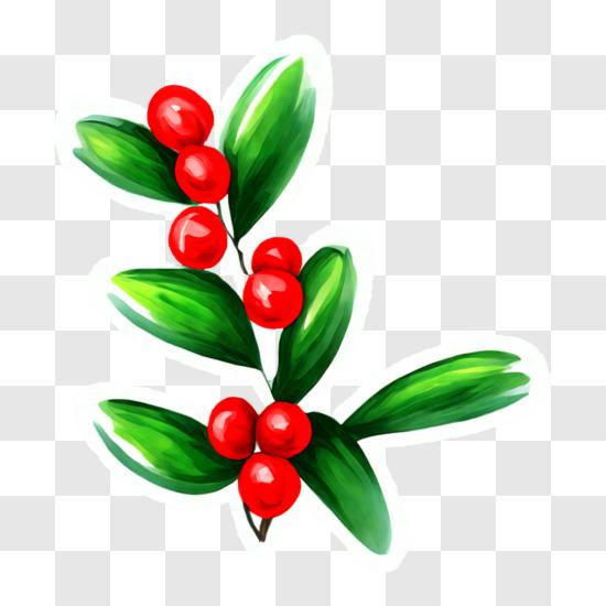 Du Gui PNG - Téléchargez des Images Du Gui PNG PNG Transparentes ...