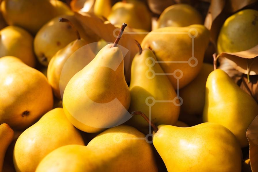 Stack of Yellow Pears stock photo | Creative Fabrica