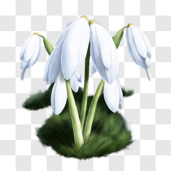 Snowdrop PNG - Download Free & Premium Transparent Snowdrop PNG Images ...