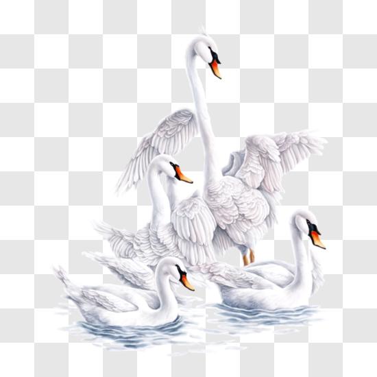 Flock Of Swan PNG - Download Free & Premium Transparent Flock Of Swan ...