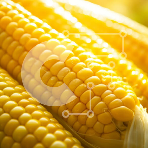Close-Up of Corn on the Cob with Visible Kernels stock photo | Creative ...