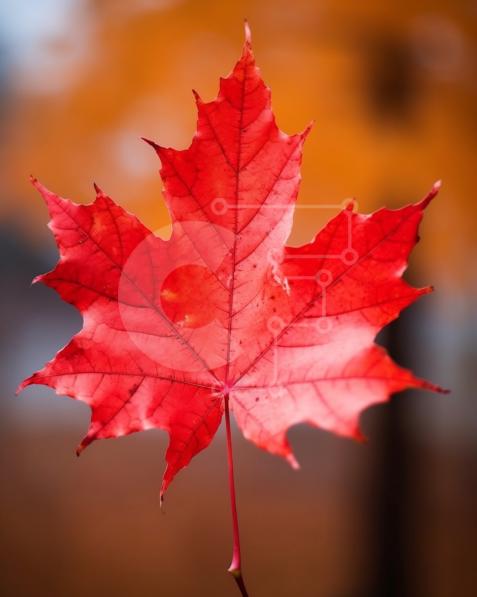Beautiful Red Maple Leaf on Tree Branch in Fall stock photo | Creative ...