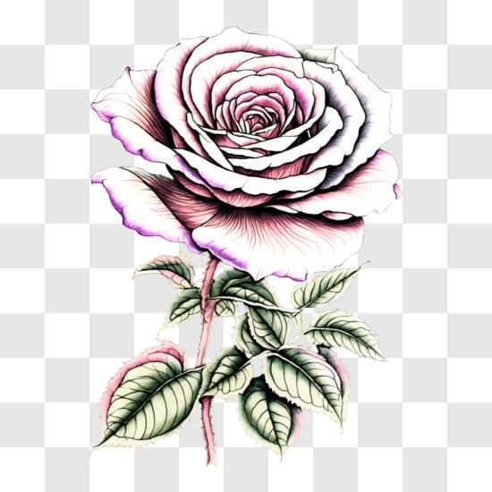Tea Rose PNG - Download Free & Premium Transparent Tea Rose PNG Images ...