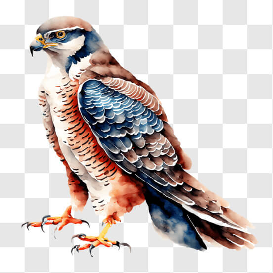 Falcon PNG - Download Free & Premium Transparent Falcon PNG Images ...