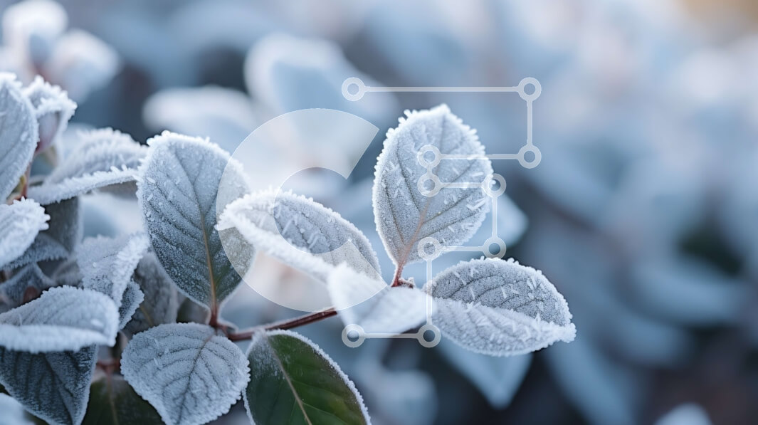 Download Close-up of Plant with White Frost Stockphotos Online ...
