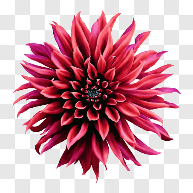 Download Red Flower with Circular Petal Arrangement PNGs Online ...