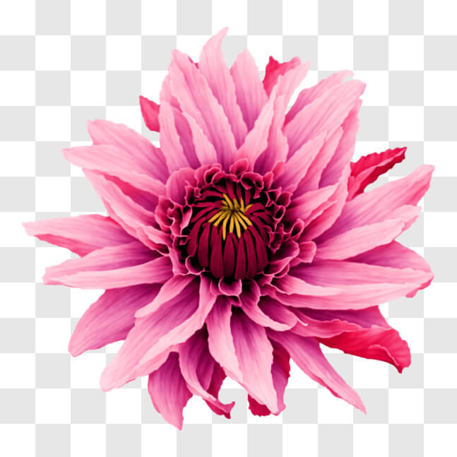 Download Pink Flower with Large Round Petal PNGs Online - Creative Fabrica