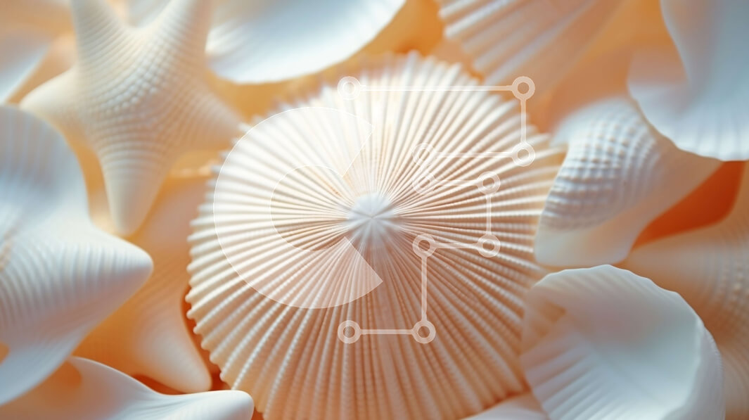 Delicate and Beautiful Seashell Arrangement stock photo | Creative Fabrica