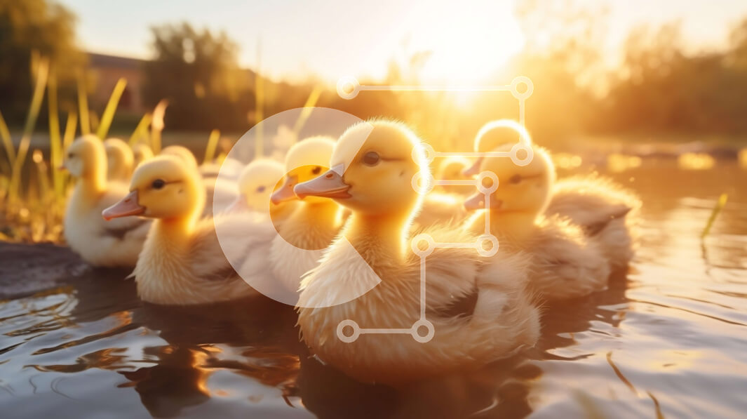 Download Sunset at the Pond with Baby Ducks Stockphotos Online ...