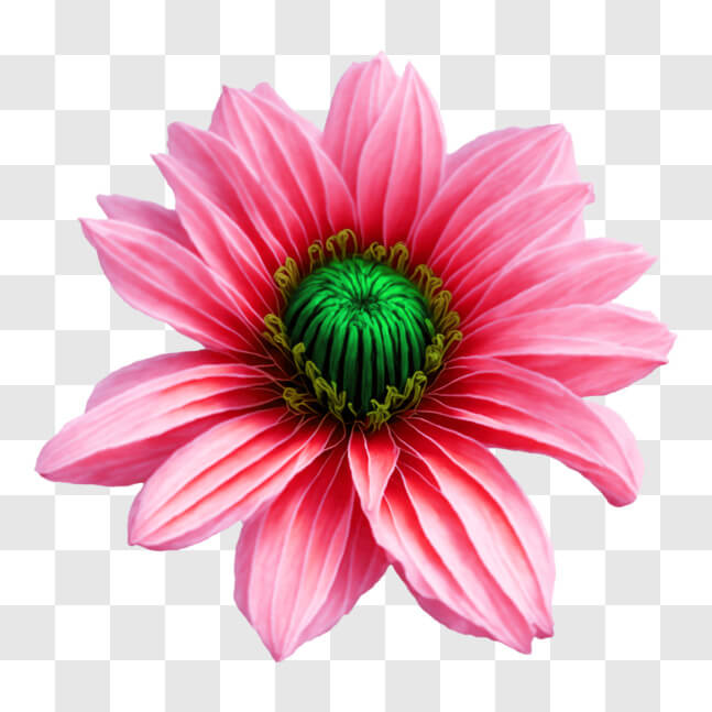 Download Beautiful Pink Flower with Green Center PNGs Online - Creative ...