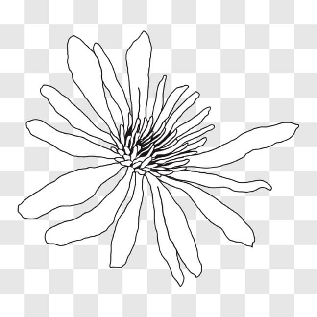 Download Black and White Flower Drawing with Spread Petals PNGs Online ...