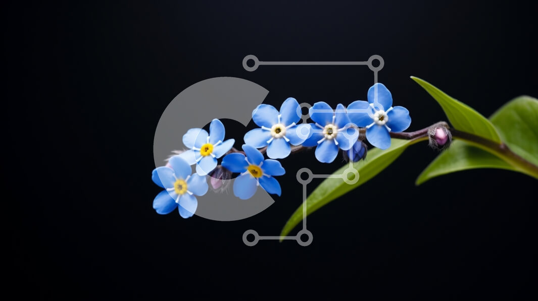 Blue Forget-Me-Not Flowers in Full Bloom stock photo | Creative Fabrica
