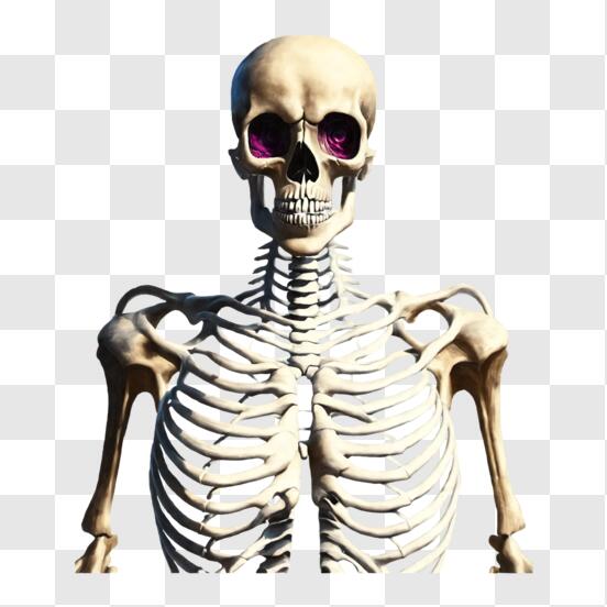 Download Skeleton Doing Handstand Pose PNGs Online - Creative Fabrica