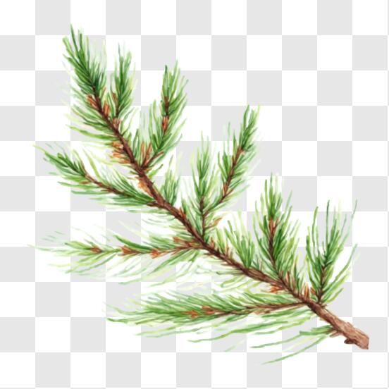 Rama De Pino PNG - Descarga Imágenes Rama De Pino PNG Transparentes ...