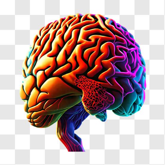 Cerebro De Animación PNG - Descarga Imágenes Cerebro De Animación PNG ...