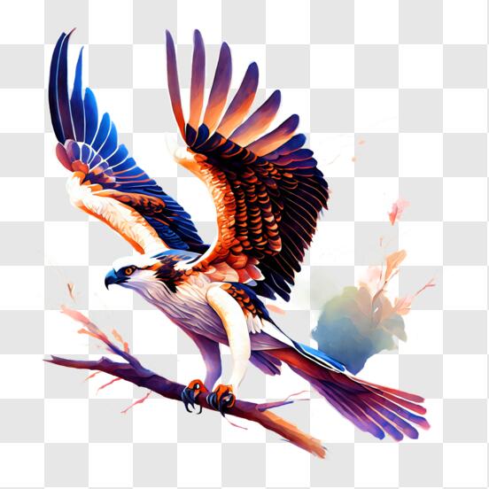Osprey PNG - Download Free & Premium Transparent Osprey PNG Images ...