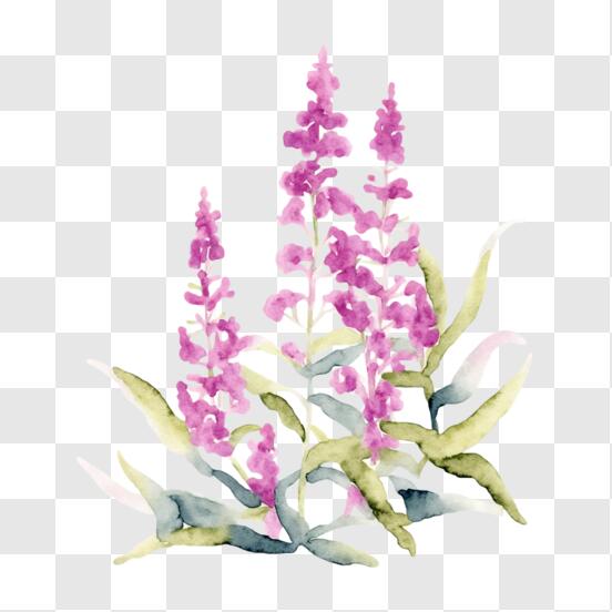 Fireweed PNG - Download Free & Premium Transparent Fireweed PNG Images ...