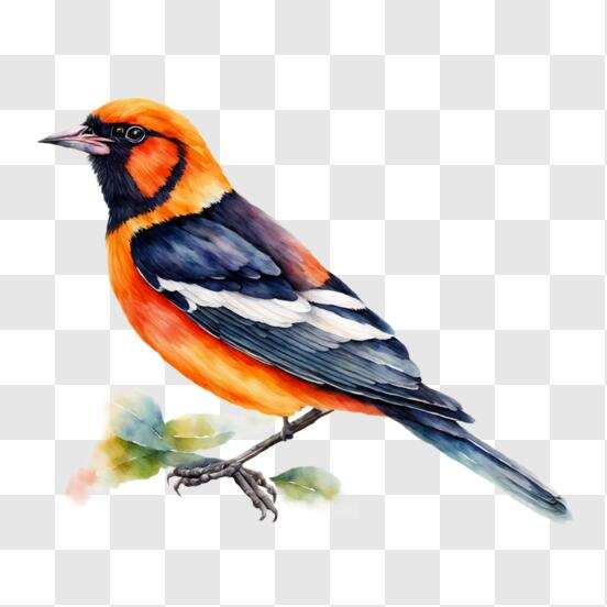 Oriole PNG - Download Free & Premium Transparent Oriole PNG Images ...