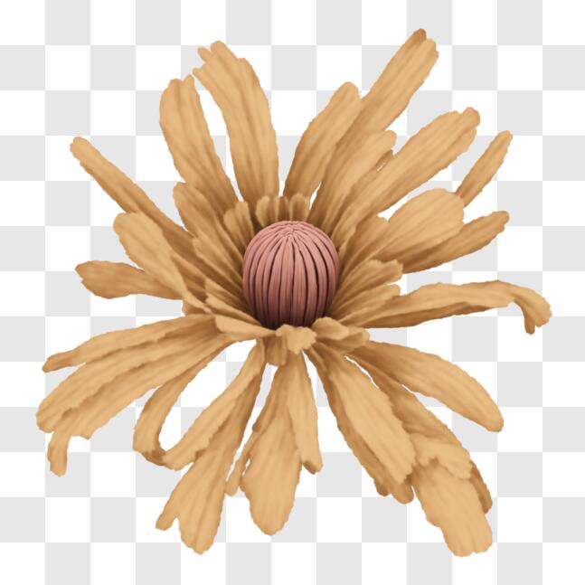 Download Single Brown Flower on Black Background PNGs Online - Creative ...