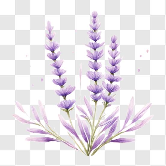 Símbolo De Lavanda PNG - Descarga Imágenes Símbolo De Lavanda PNG ...