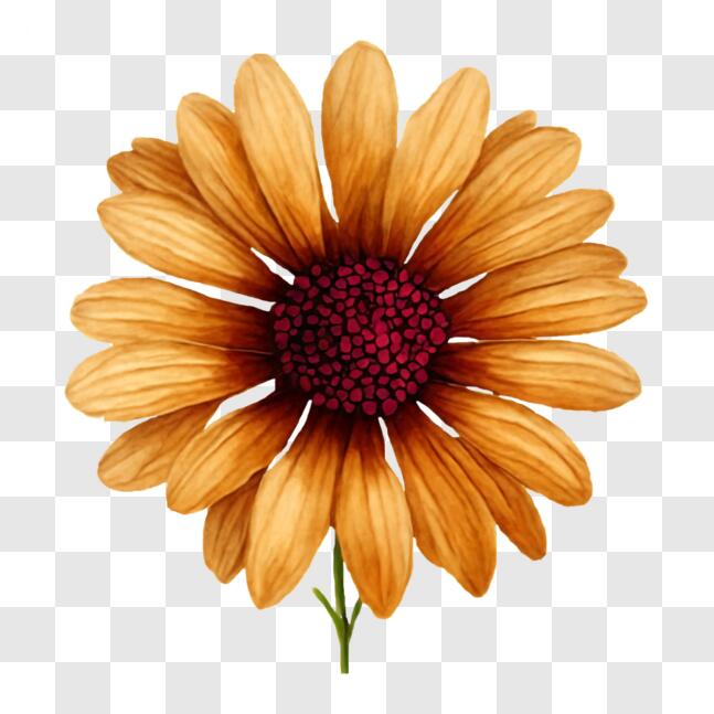 Download Single Brown Flower on Black Background PNGs Online - Creative ...