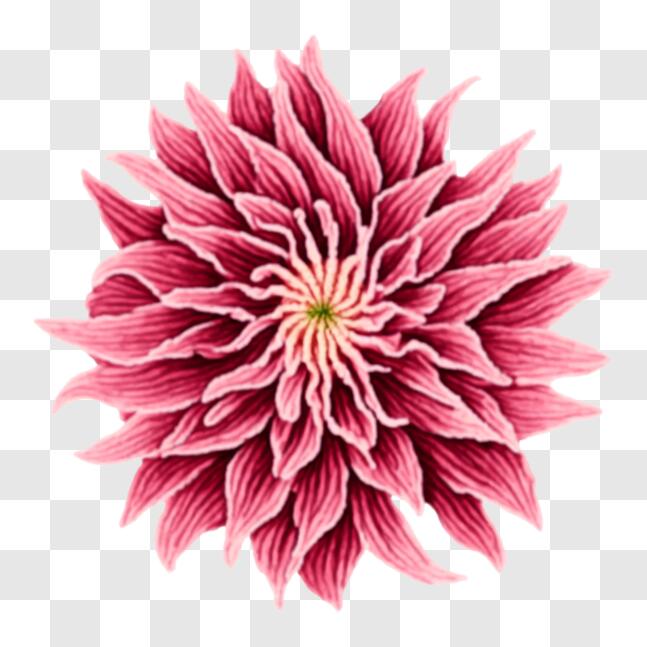 Download Pink Upside-Down Dahlia Flower PNGs Online - Creative Fabrica