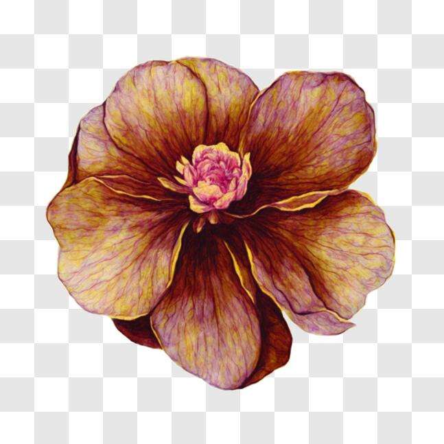 Download Upside-Down Peony Flower Art on Black Paper PNGs Online ...