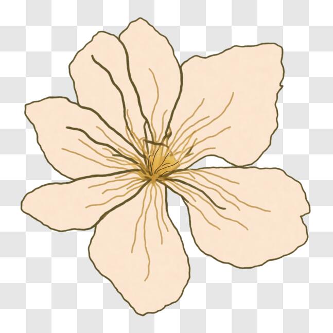 Download Single Beige Flower on Black Paper PNGs Online - Creative Fabrica