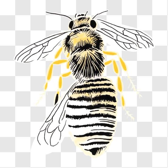 Bee Outline PNG - Download Free & Premium Transparent Bee Outline PNG ...