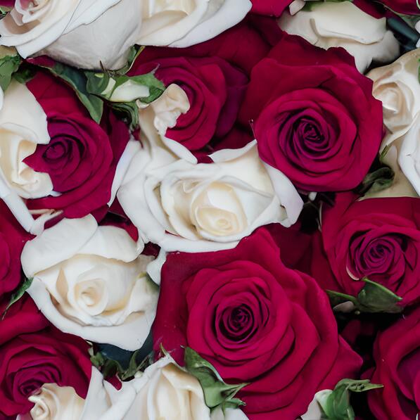 Télécharger Gros plan de roses rouges et blanches dans un arrangement ...