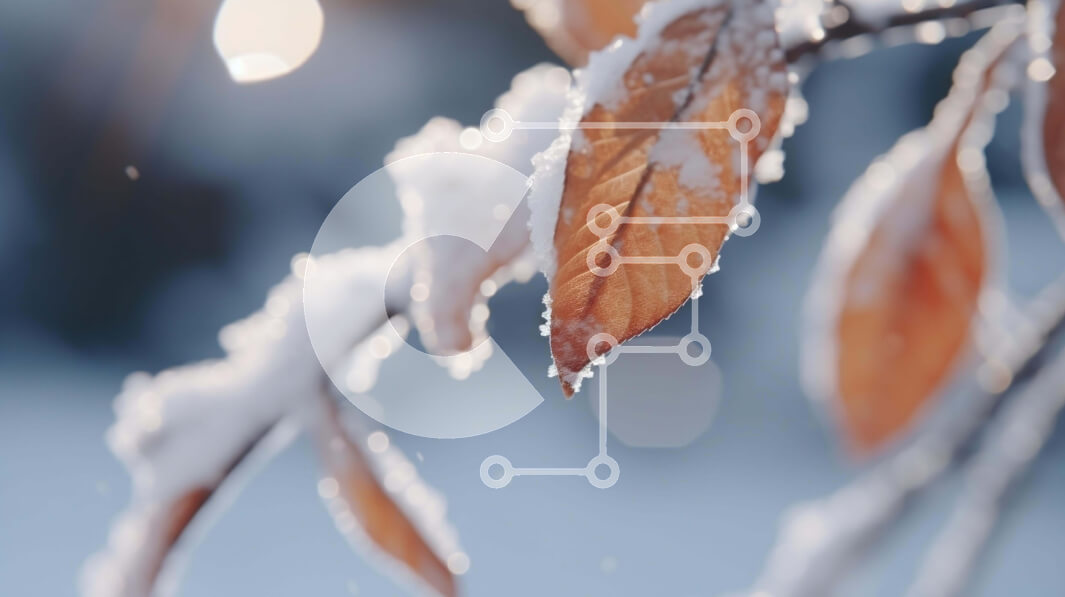 Snow-covered Branch with Brown Leaves stock photo | Creative Fabrica