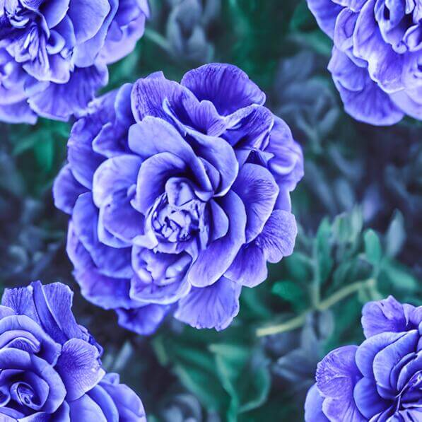 Download Close-up of Blue Carnation Flowers Patterns Online - Creative ...