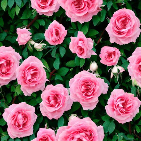Download Cluster of Pink Roses in Green Foliage Patterns Online ...