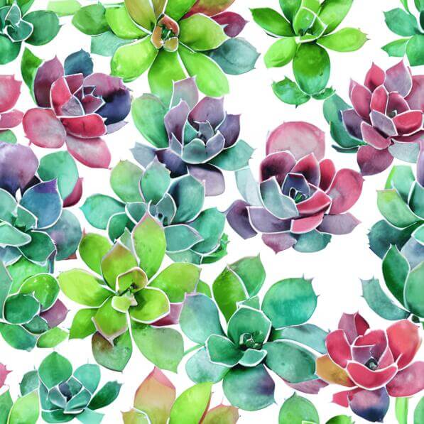 Download Watercolor Succulent Pattern on White Background Patterns ...