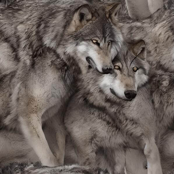 Download Group of Grey Wolf Cubs Patterns Online - Creative Fabrica