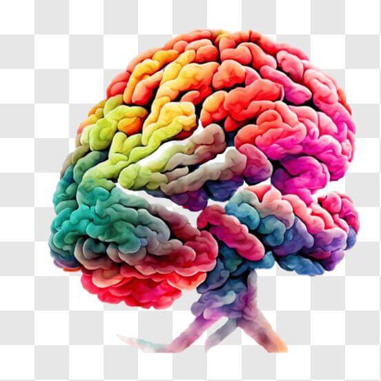 Brain PNG - Download Free & Premium Transparent Brain PNG Images Online ...