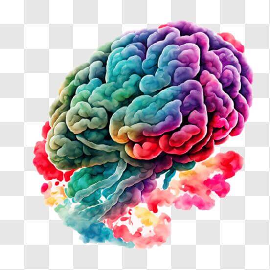 Brain PNG - Download Free & Premium Transparent Brain PNG Images Online ...