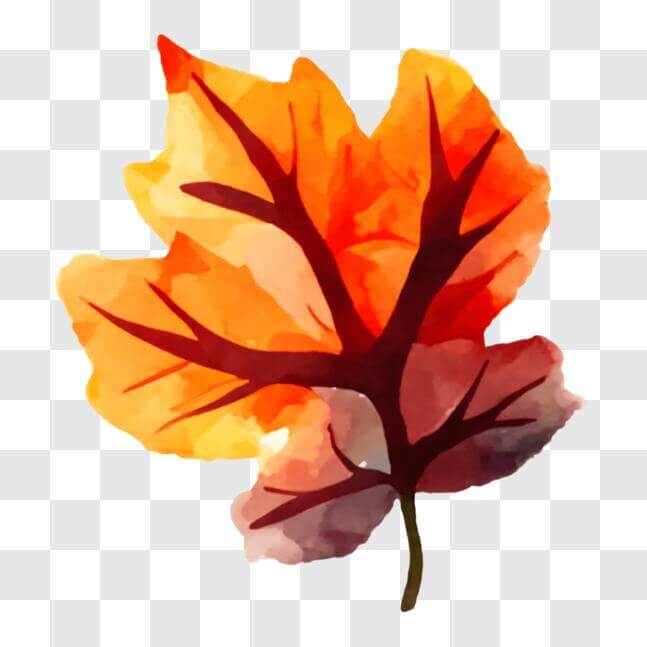 Download Watercolor Fall Leaf in Red, Orange, and Yellow PNGs Online ...