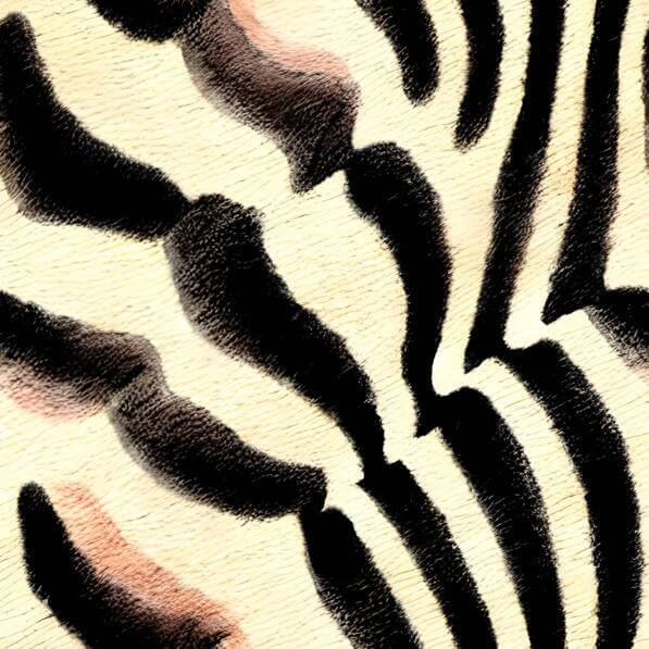 Download Black and White Abstract Zebra Stripes Pattern Patterns Online ...