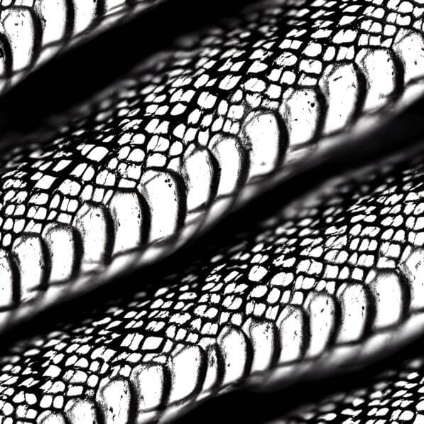 Download Close-up of Snake Scales in Black and White Patterns Online ...