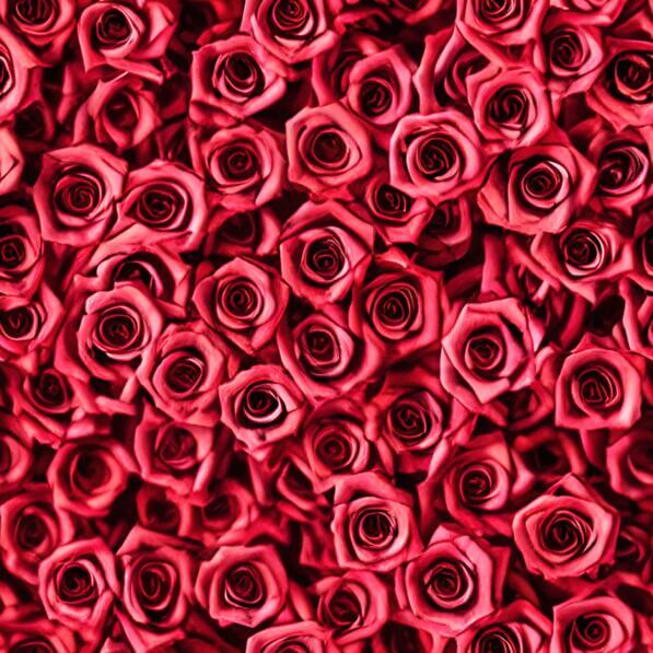 Download Close-up of Red Roses for Decorative Purposes Patterns Online ...